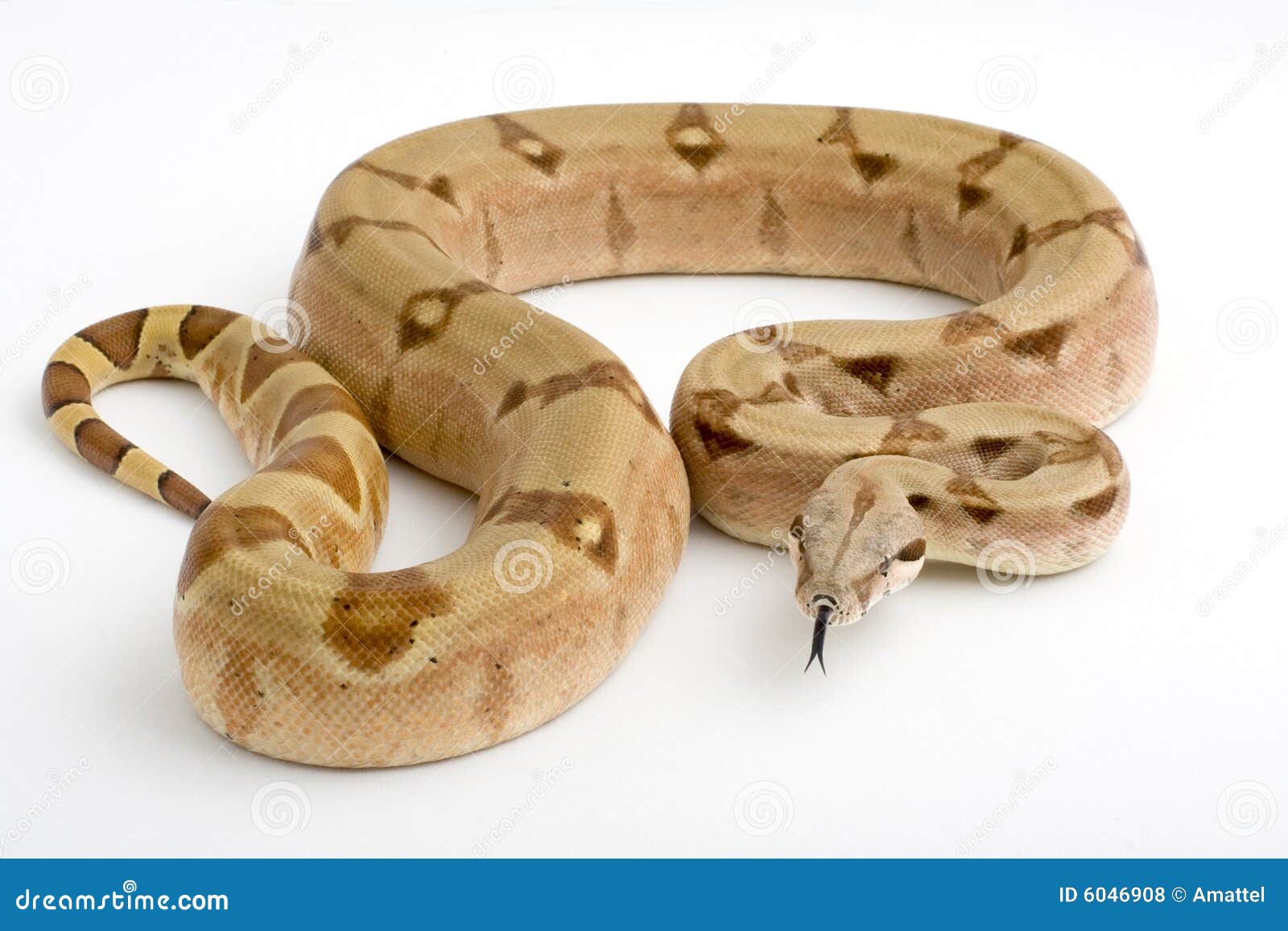 Boa Constrictor Isolated on White Background Stock Photo - Image of ...
