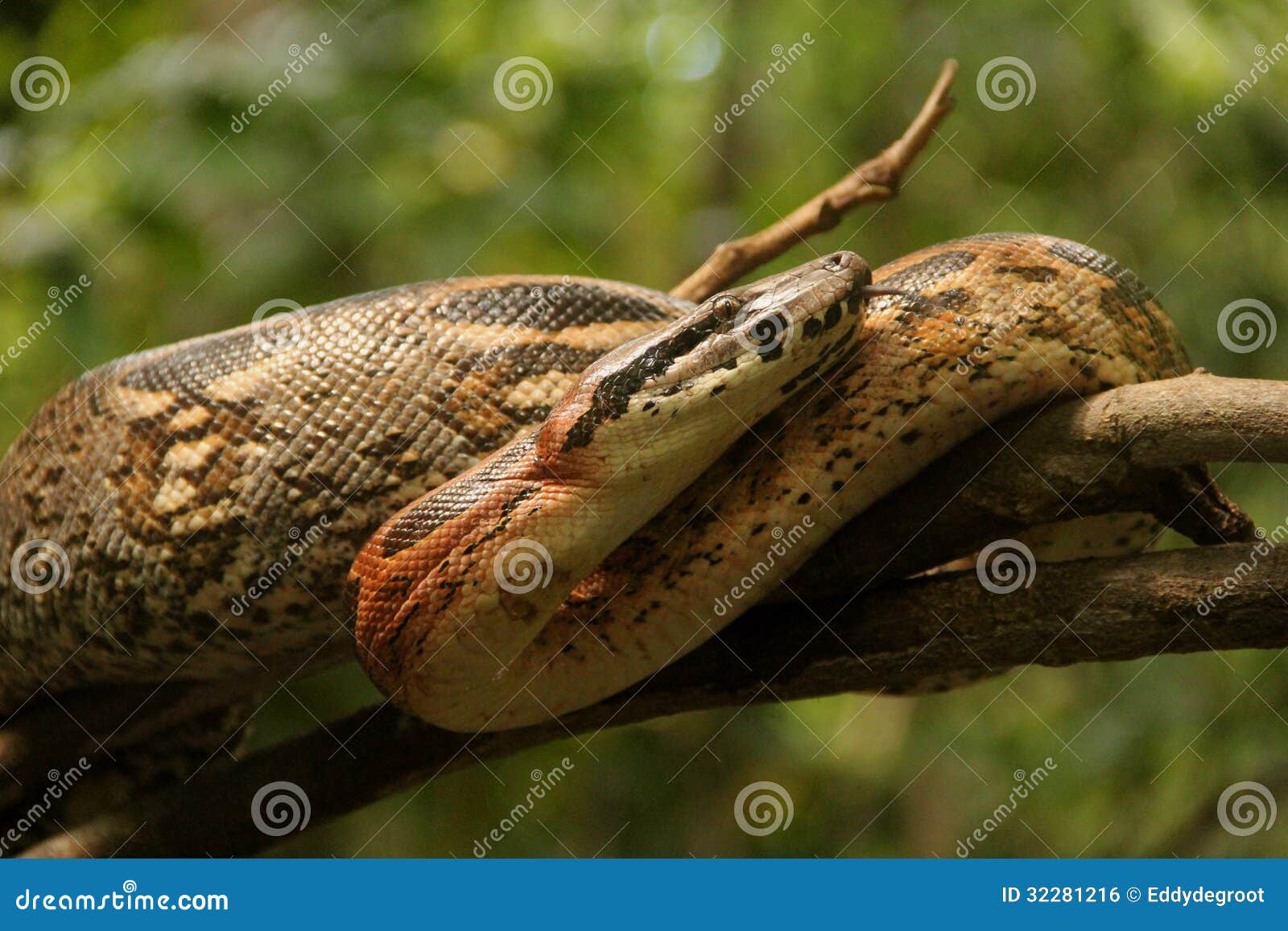 Boa Constrictor stock photo. Image of looking, reptile - 32281216