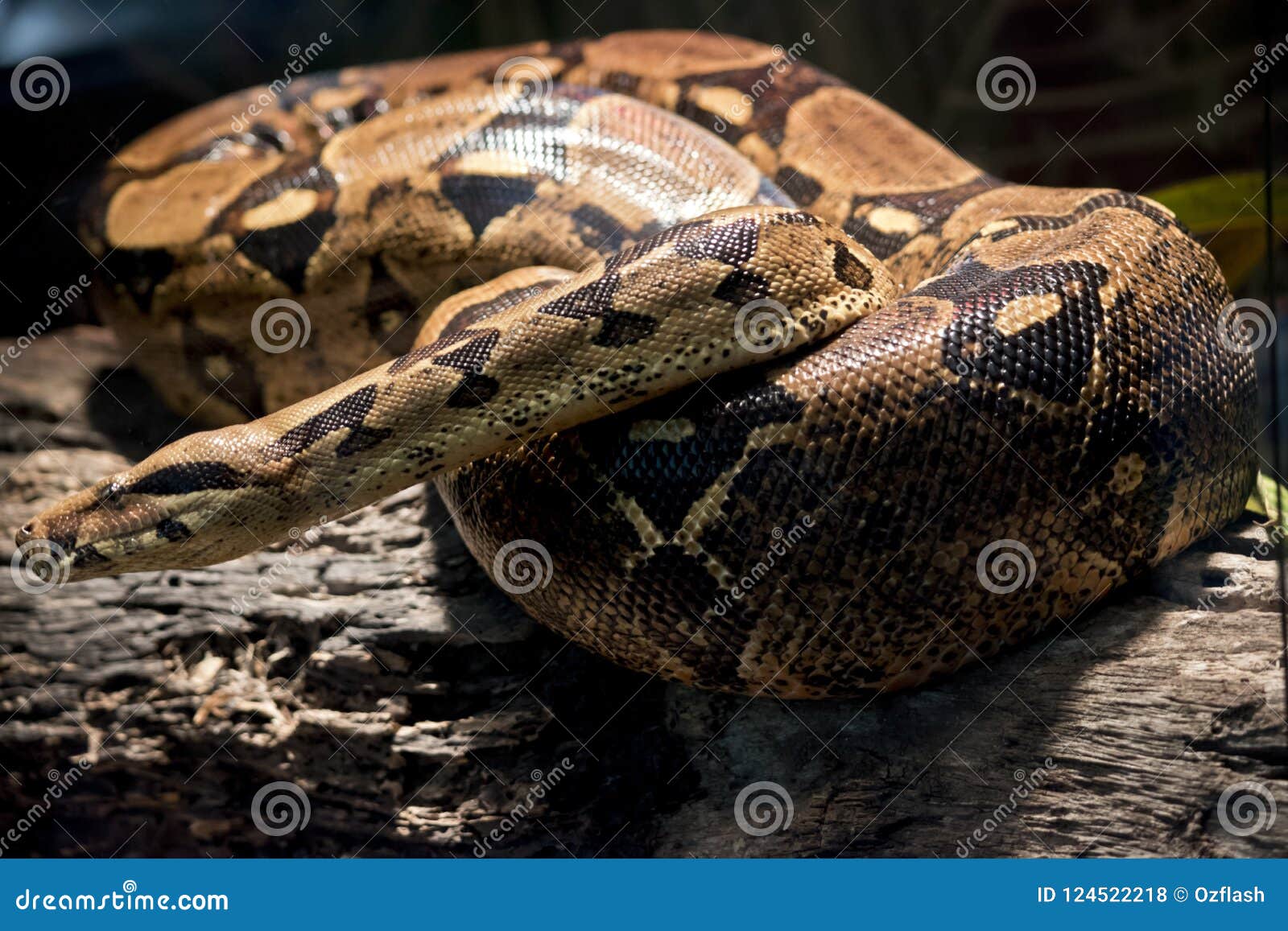 A boa constrictor stock photo. Image of blooded, forked - 124522218