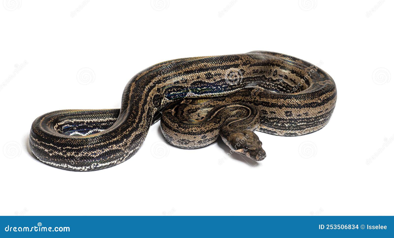 Boa Constrictor Leopard, Isolated Stock Photo - Image of leopard ...