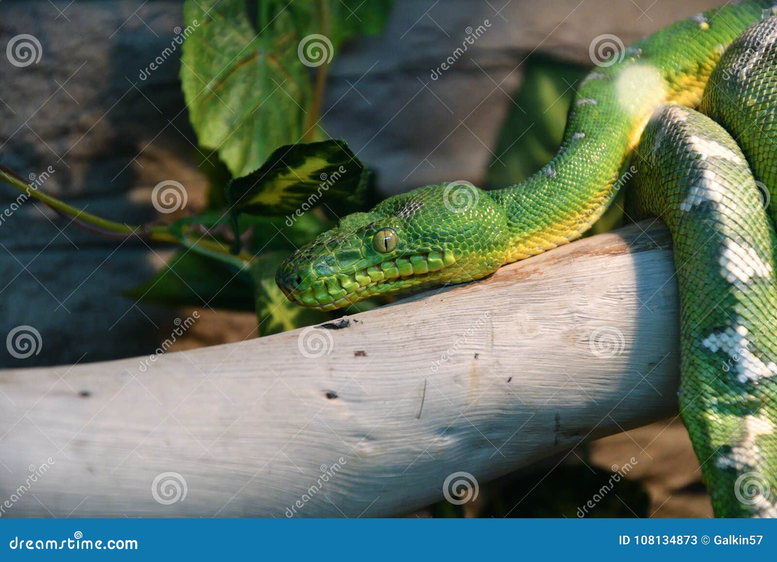 Boa Constrictor Mythology Whose Function, or Green Tree Boa LAT ...