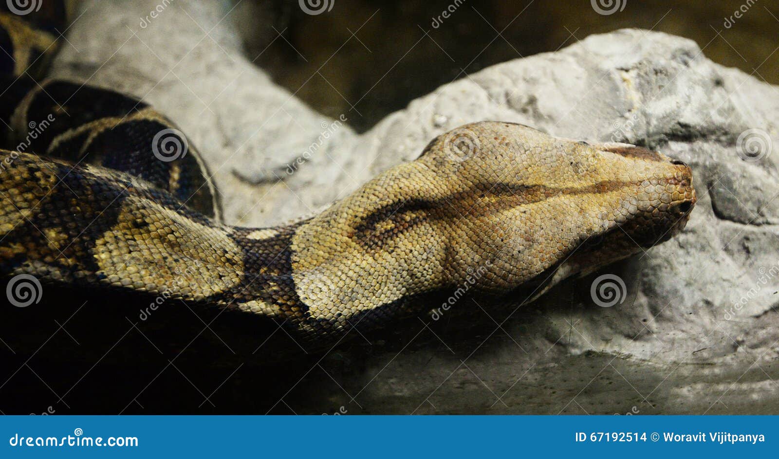Boa constrictor stock photo. Image of constrictor, viper - 67192514