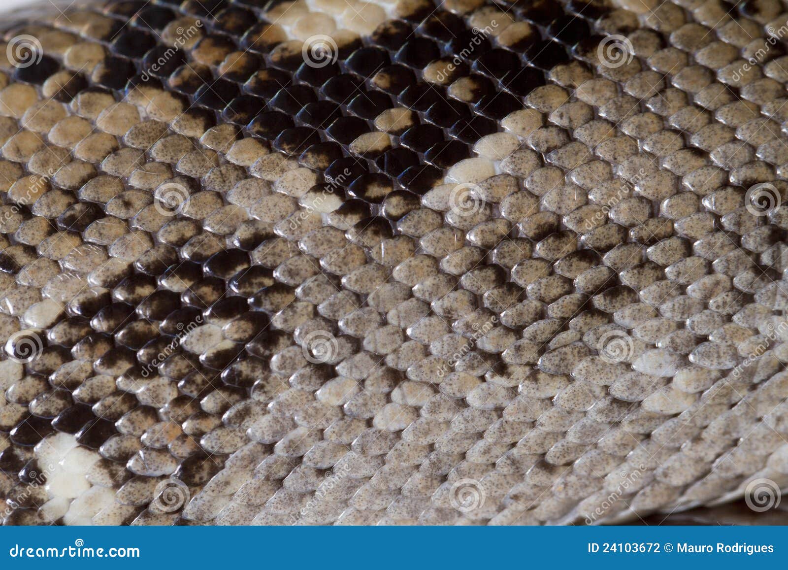 Boa constrictor skin stock photo. Image of predator, brown - 24103672