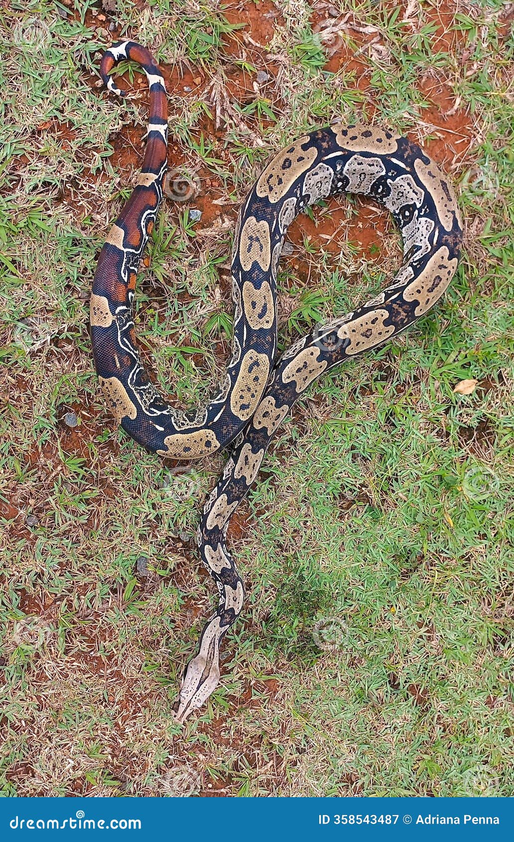 Boa Constrictor in Defensive Position Stock Image - Image of tail ...