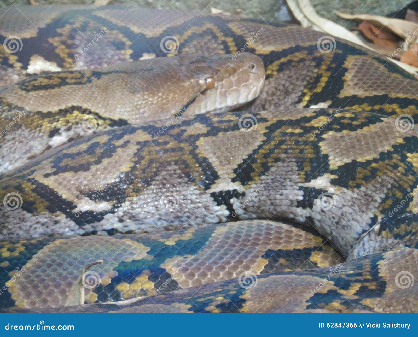 Boa constrictor stock photo. Image of sleep, huge, constrictor - 62847366