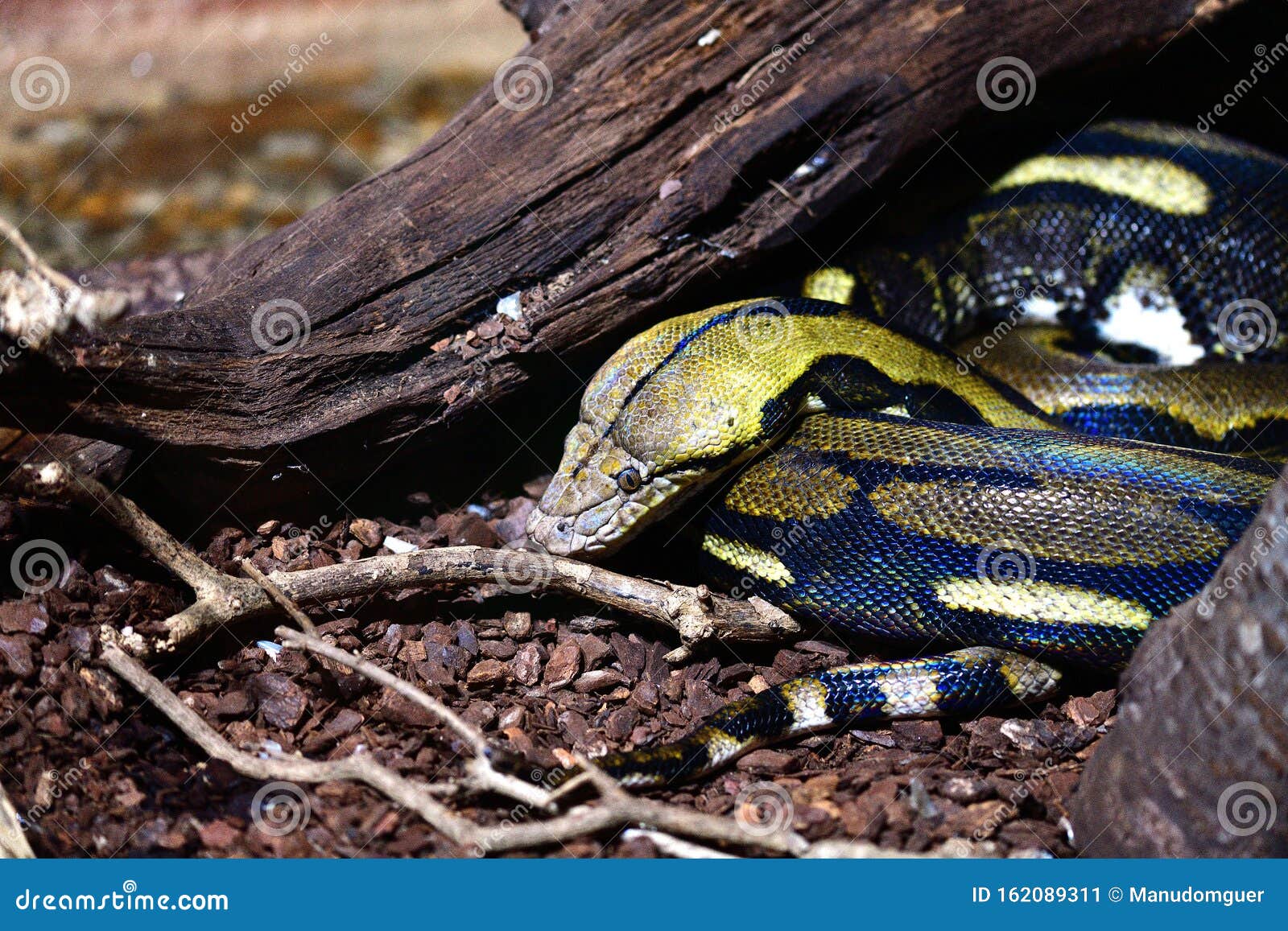 Boa constrictor snake. stock image. Image of reptile - 162089311