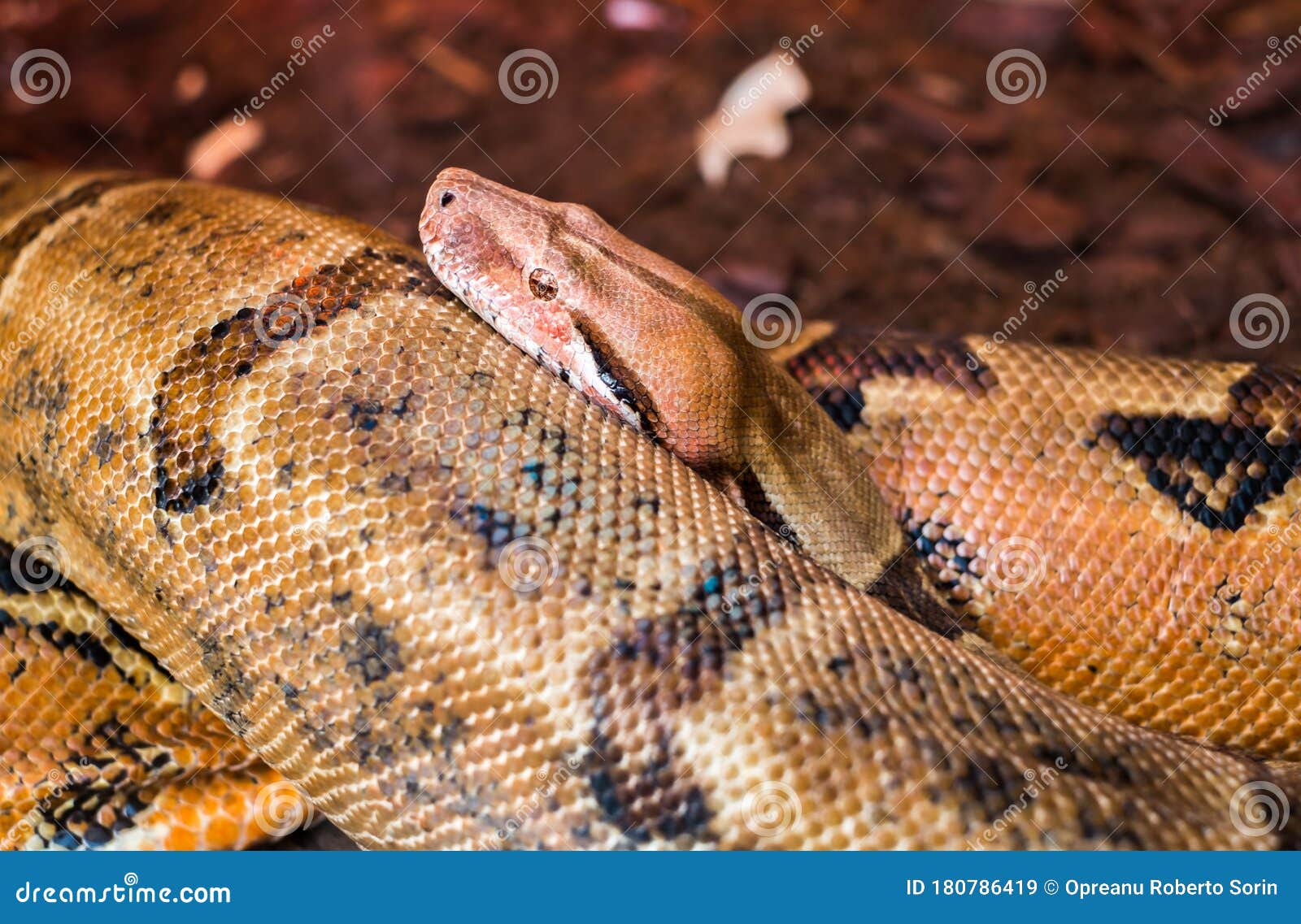 Boa Constrictor Snake Close View Stock Image - Image of exotic, blood ...