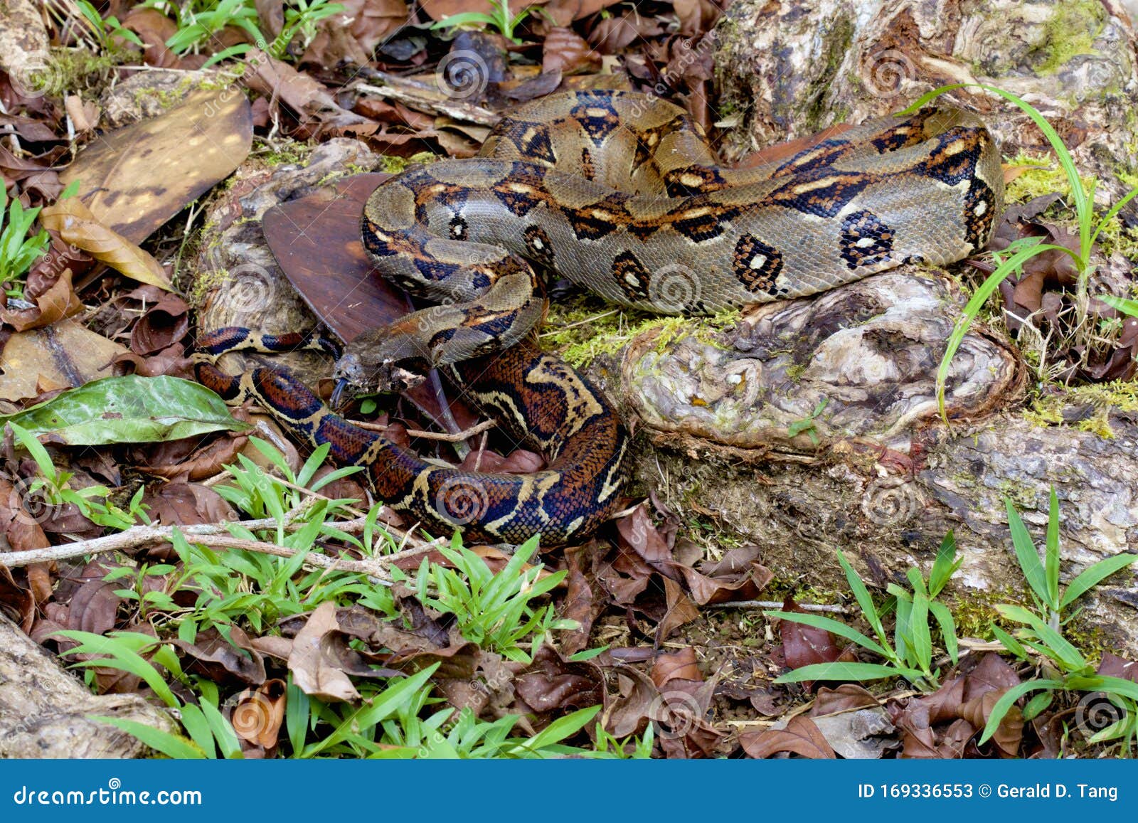 Boa Constrictor 840284 stock image. Image of redtailed - 169336553