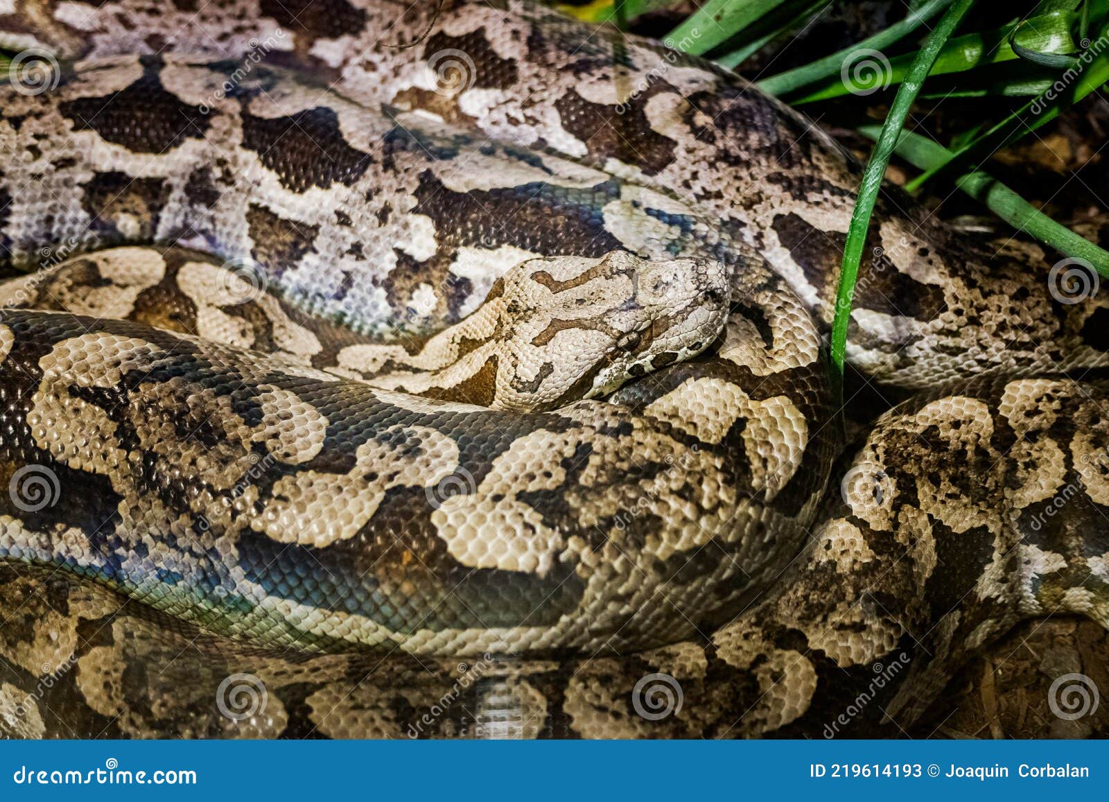 Boa Constrictor Snake Coiled Up and Resting Stock Image - Image of fear ...