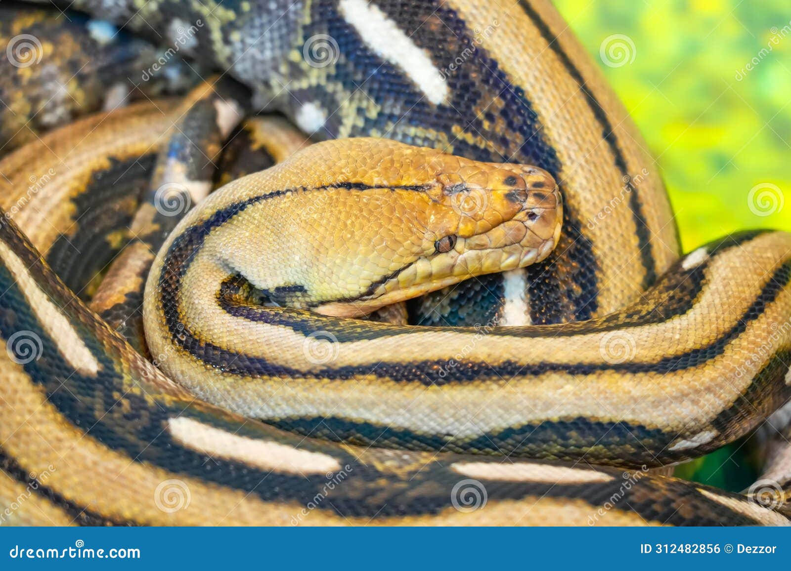 Boa Constrictor Snake Curled Up Resting Stock Photo - Image of snake ...