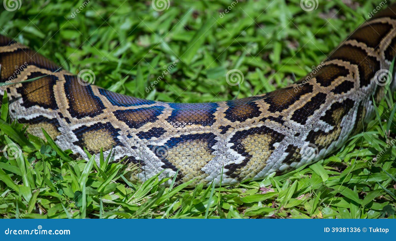 Boa constrictor snake stock photo. Image of decorative - 39381336