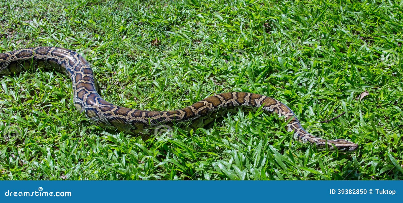 Boa constrictor snake stock photo. Image of fauna, design - 39382850