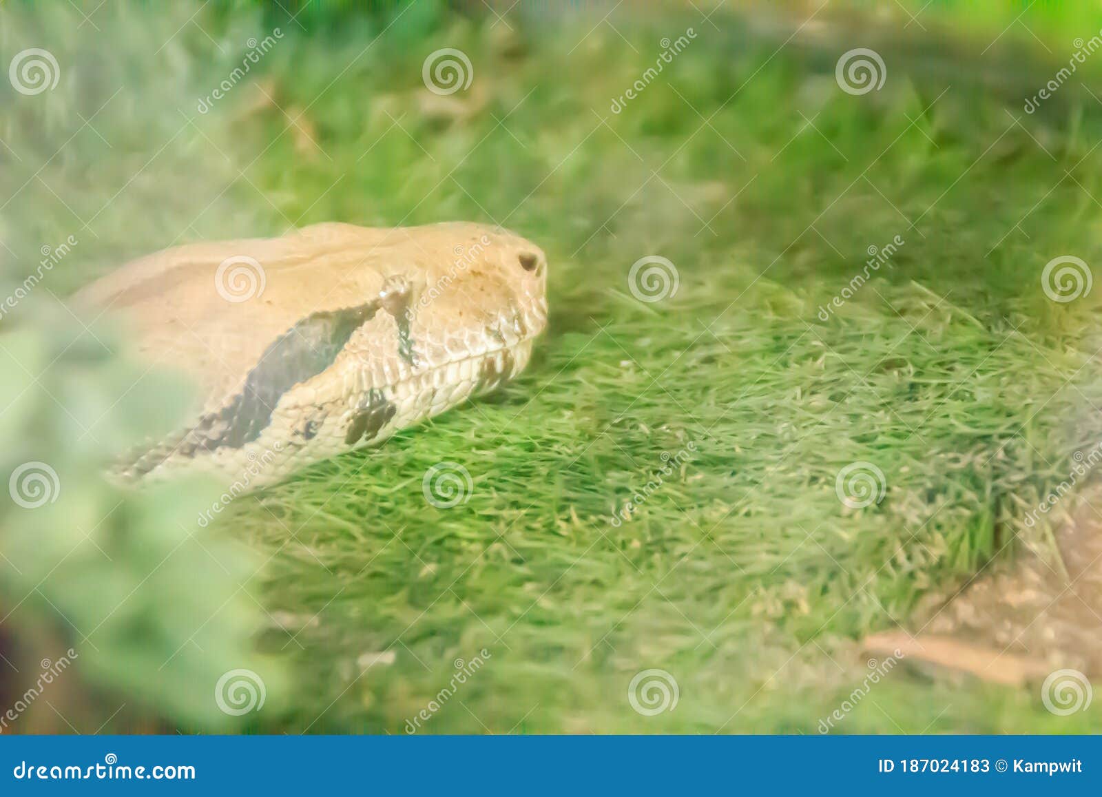 Boa Constrictor Snake Head in the Green Background. the Boa Constrictor ...