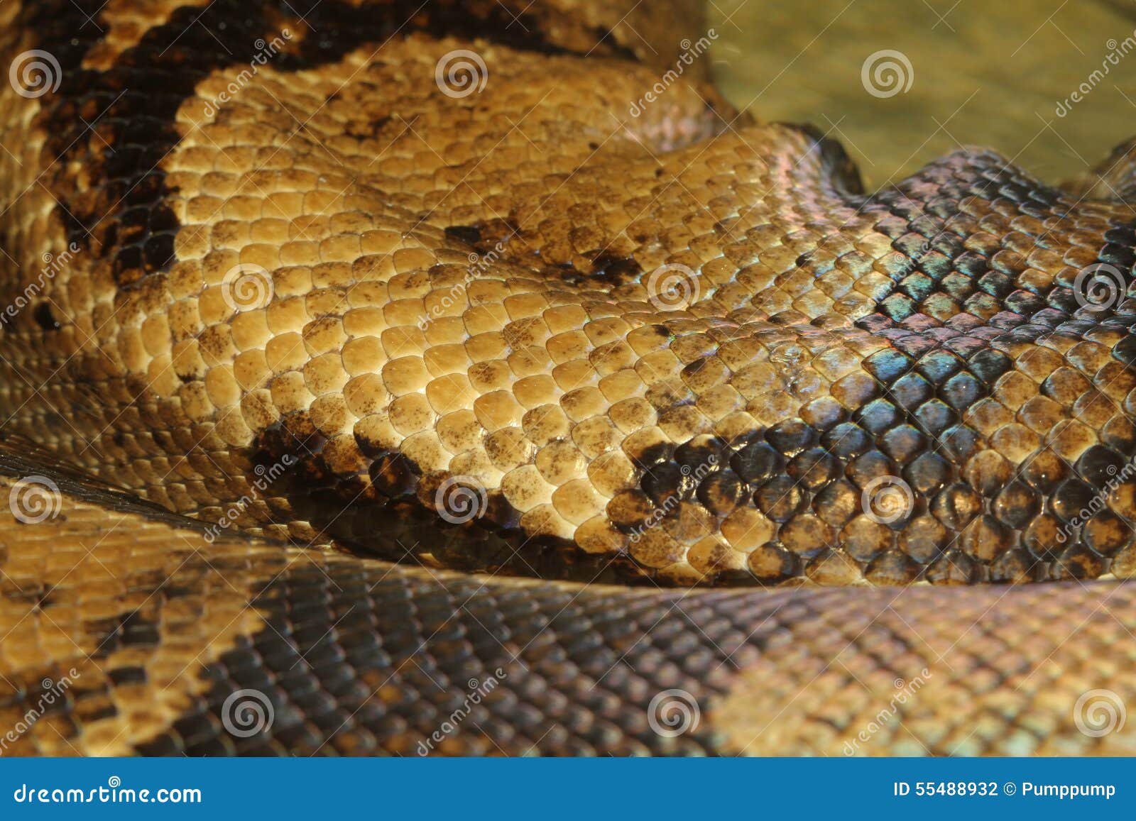 Boa constrictor snake skin stock photo. Image of tongue - 55488932