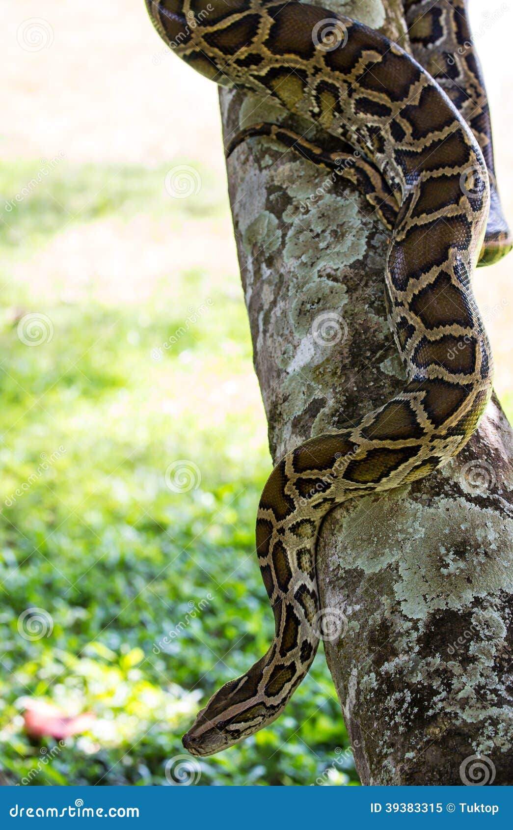 Boa Constrictor Snake Stock Image | CartoonDealer.com #29176393