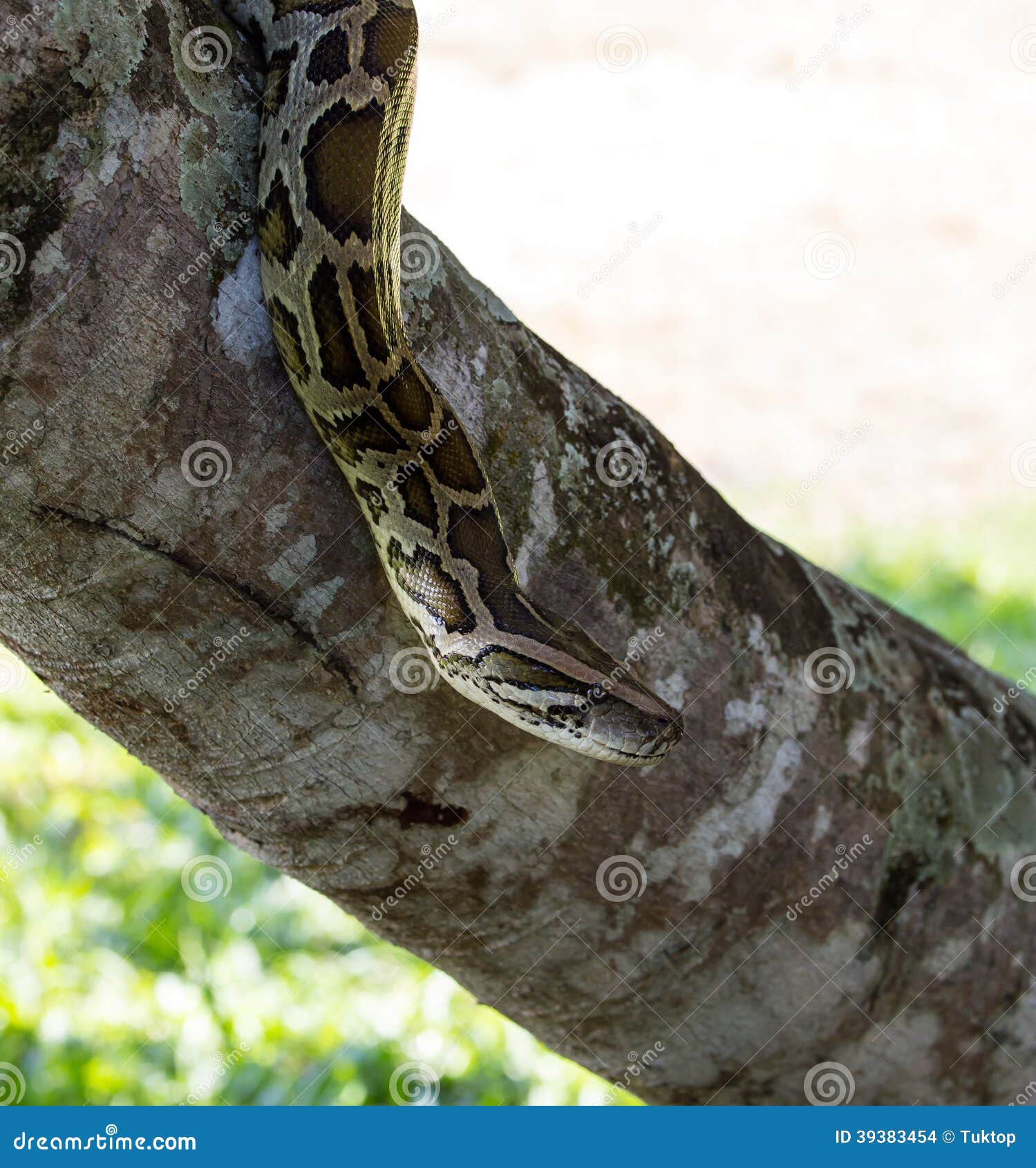Boa constrictor snake stock photo. Image of decor, closeup - 39383454