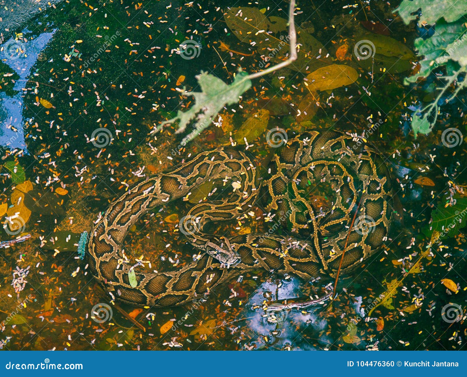 Boa constrictor snake stock photo. Image of black, predator - 104476360