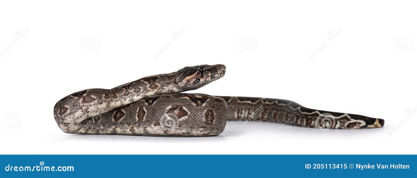 Boa Constrictor Snake on White Stock Image - Image of close, background ...