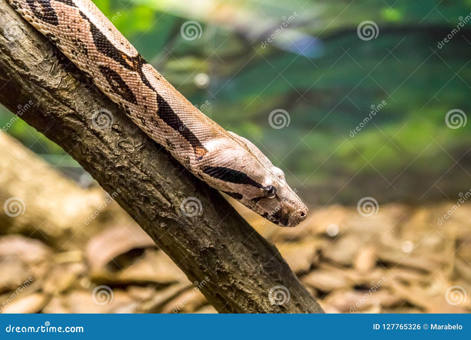 Boa Constrictor, Specie Di Grande, Serpente Pesante-bodied Fotografia ...