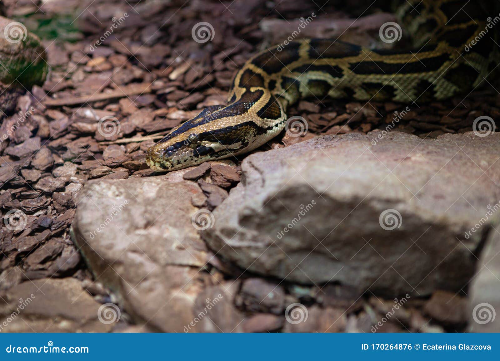Boa Constrictor, a Species of Large, Heavy-bodied Snake Stock Photo ...
