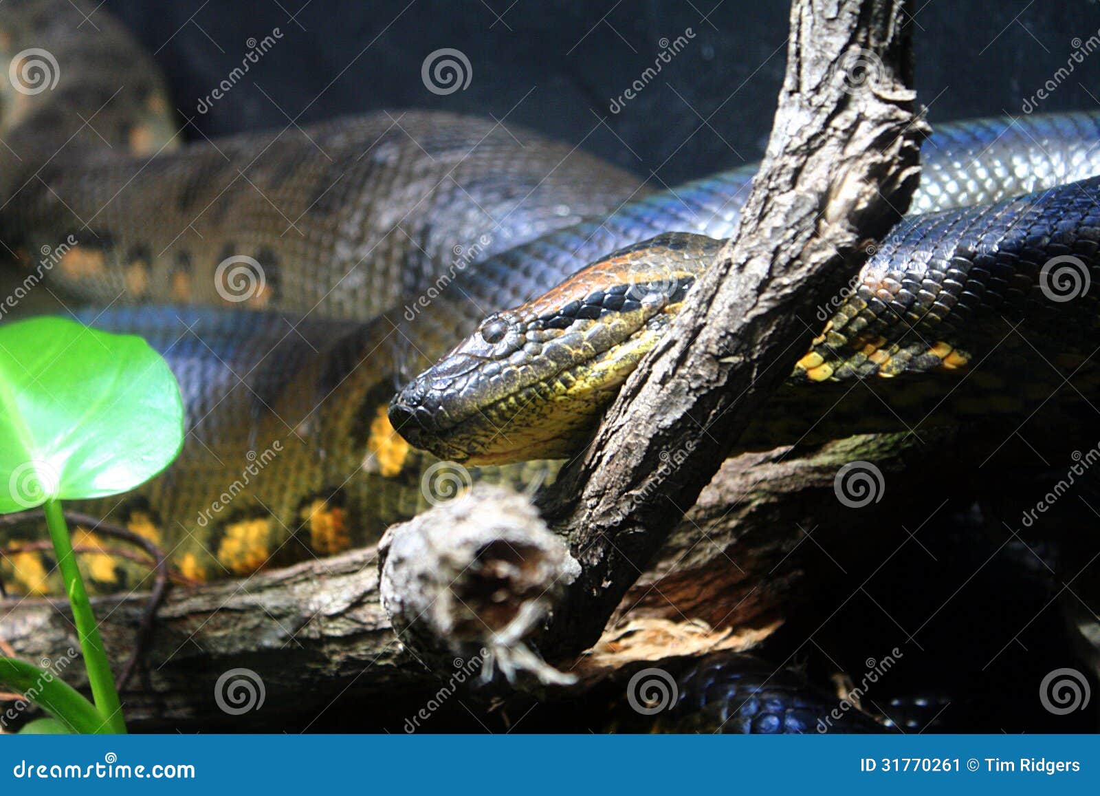 Boa stock image. Image of animal, nature, pattern, snakeskin - 31770261