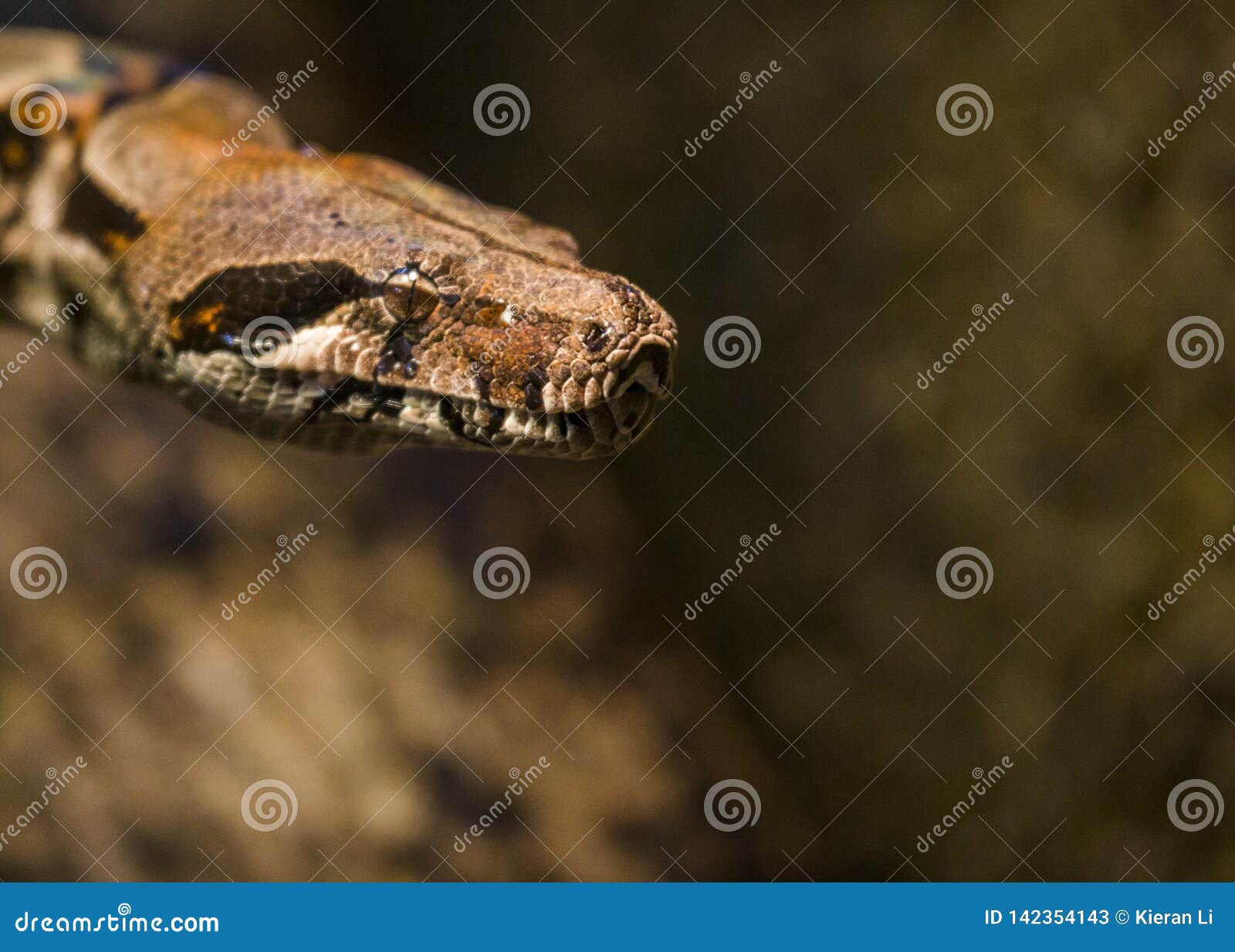 Boa Constrictor Boa Constrictor Stock Image - Image of exotic, amazon ...