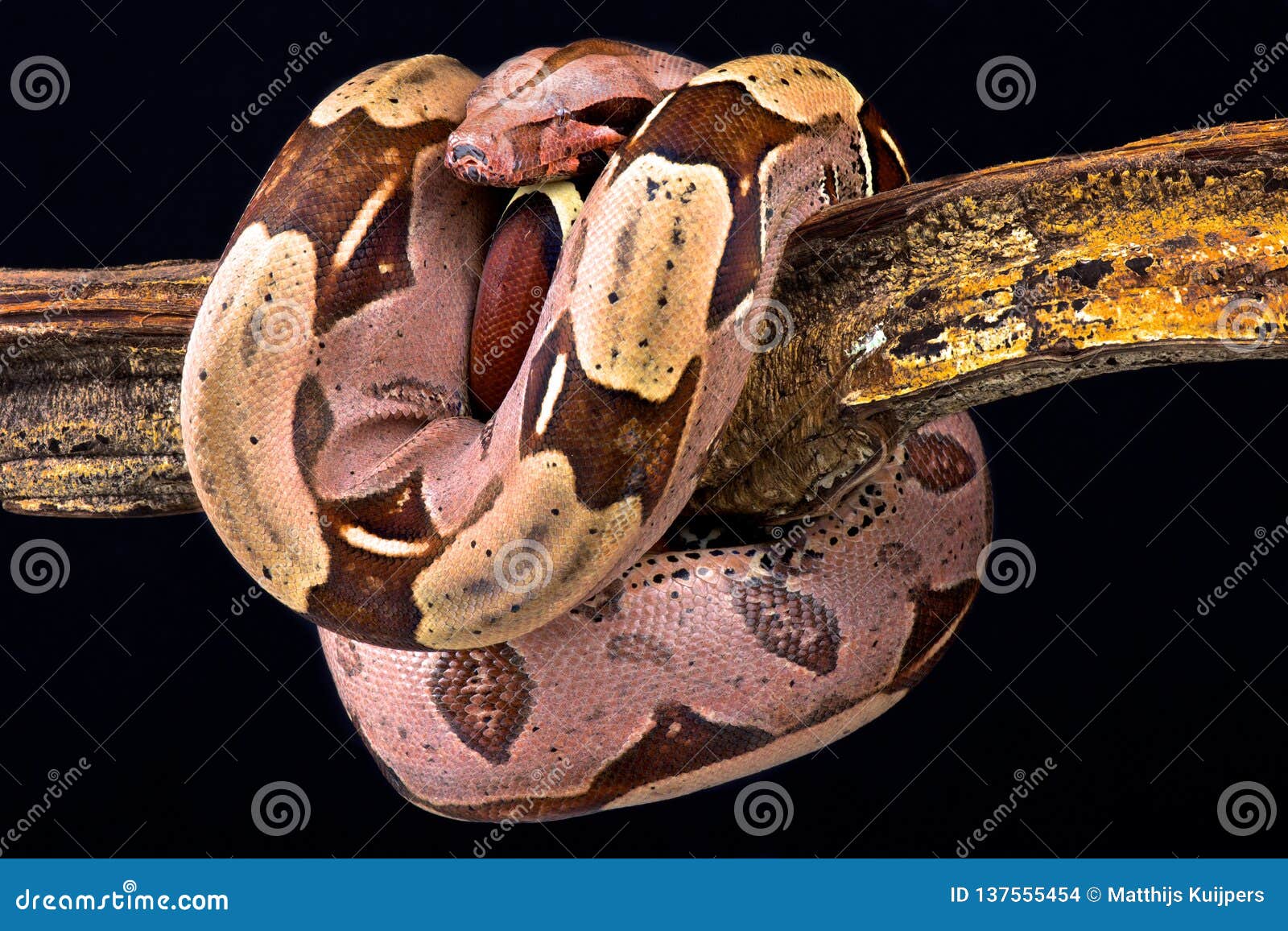 Boa Constrictor Boa Constrictor Constrictor Stock Photo - Image of ...