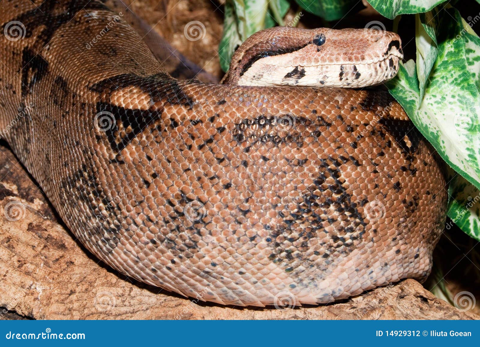 Boa Constrictor in Terrarium Stock Photo - Image of large, danger: 14929312