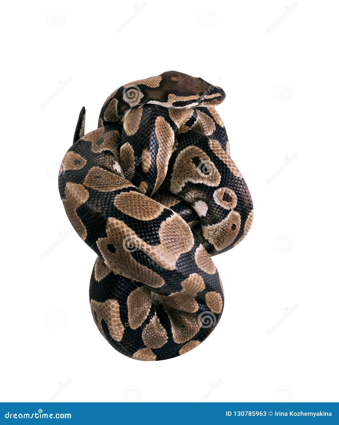 The Ball Python (Python Regius), Royal Python. Tight Packaging, Snake ...