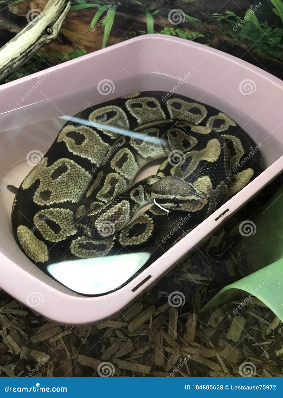 Boa constrictor in a tub stock photo. Image of cooling - 104805628