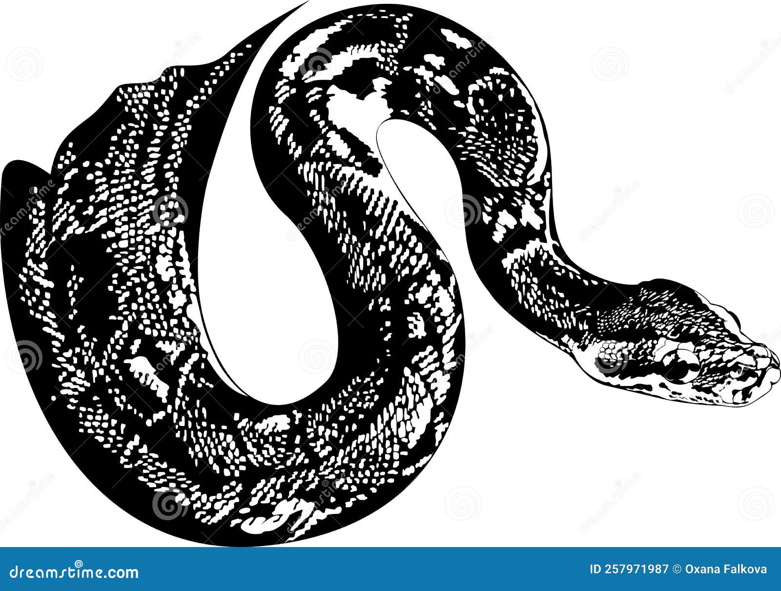 Boa constrictor stock vector. Illustration of background - 257971987