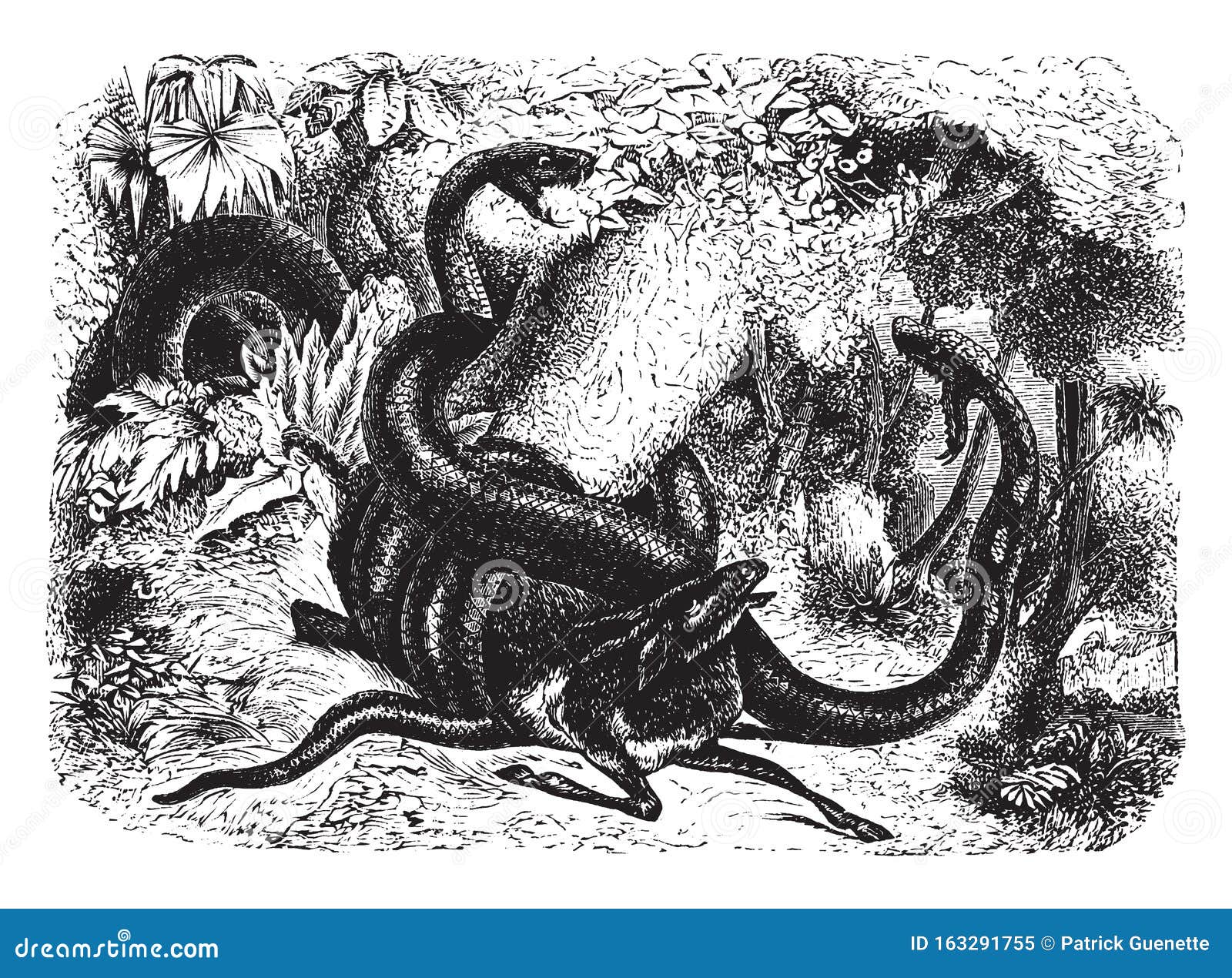 Boa Constrictor, Vintage Illustration Cartoon Vector | CartoonDealer ...