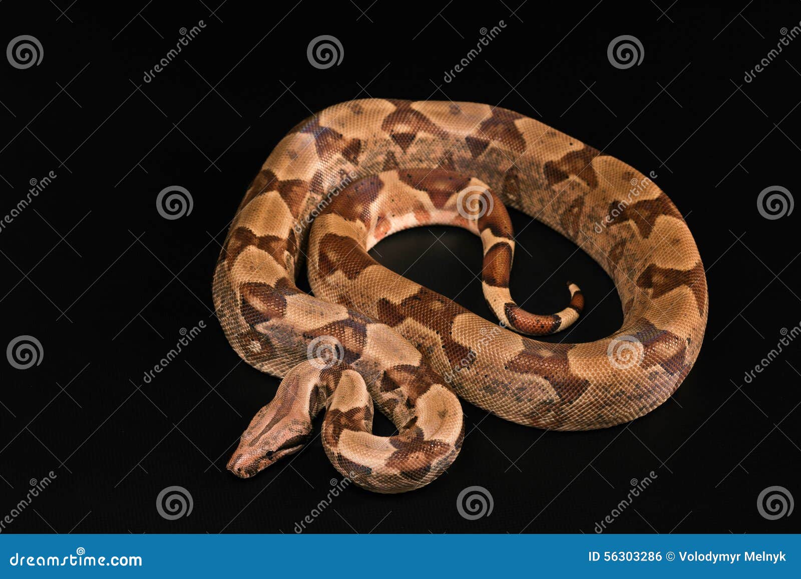 Boa Constrictors Isolated On Black Background Stock Photography ...