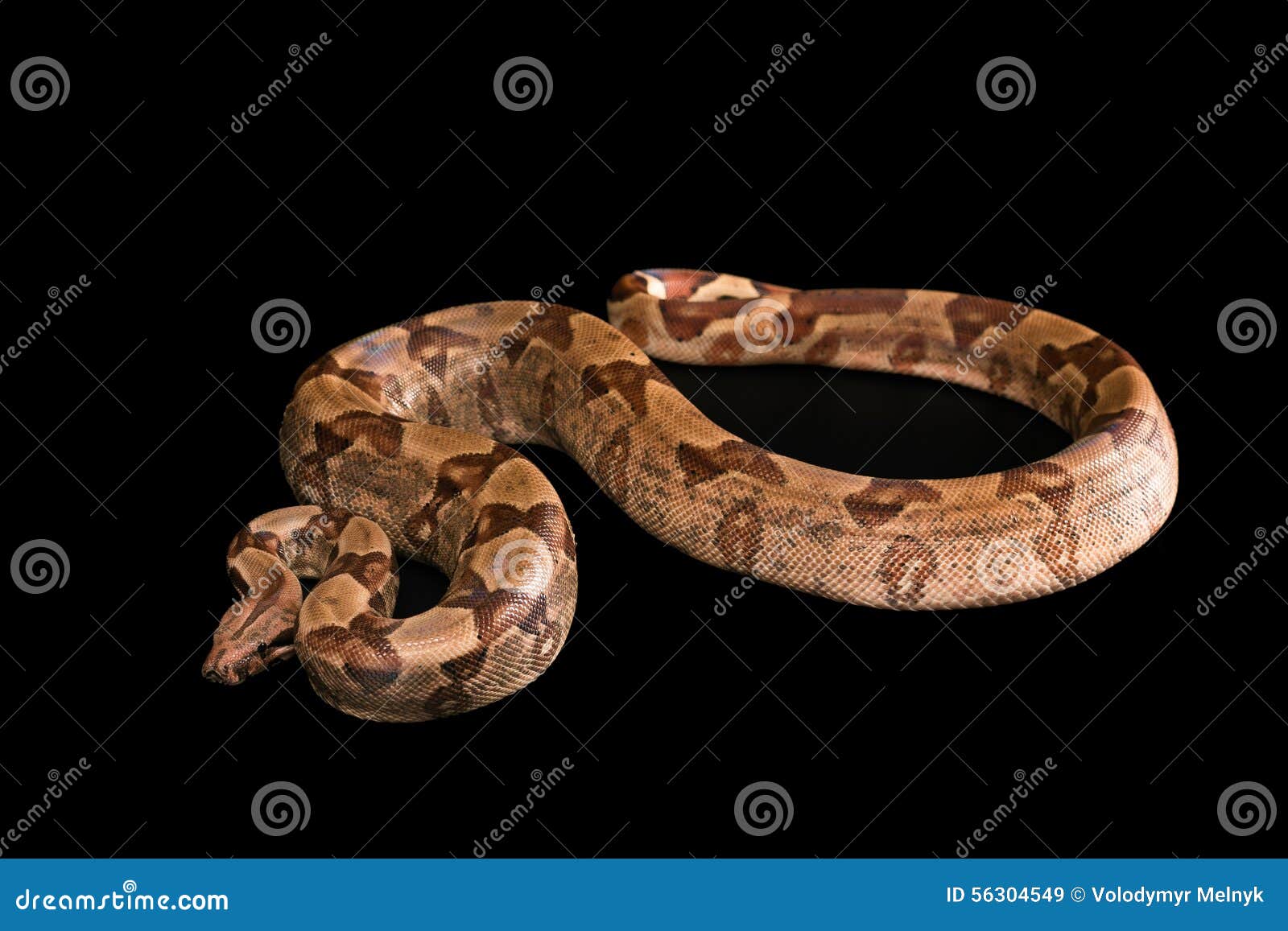 Boa Constrictors Isolated On Black Background Stock Photography ...