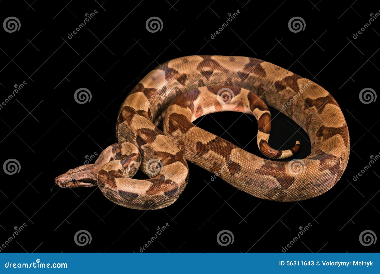 Boa Constrictors Isolated On Black Background Stock Photography ...