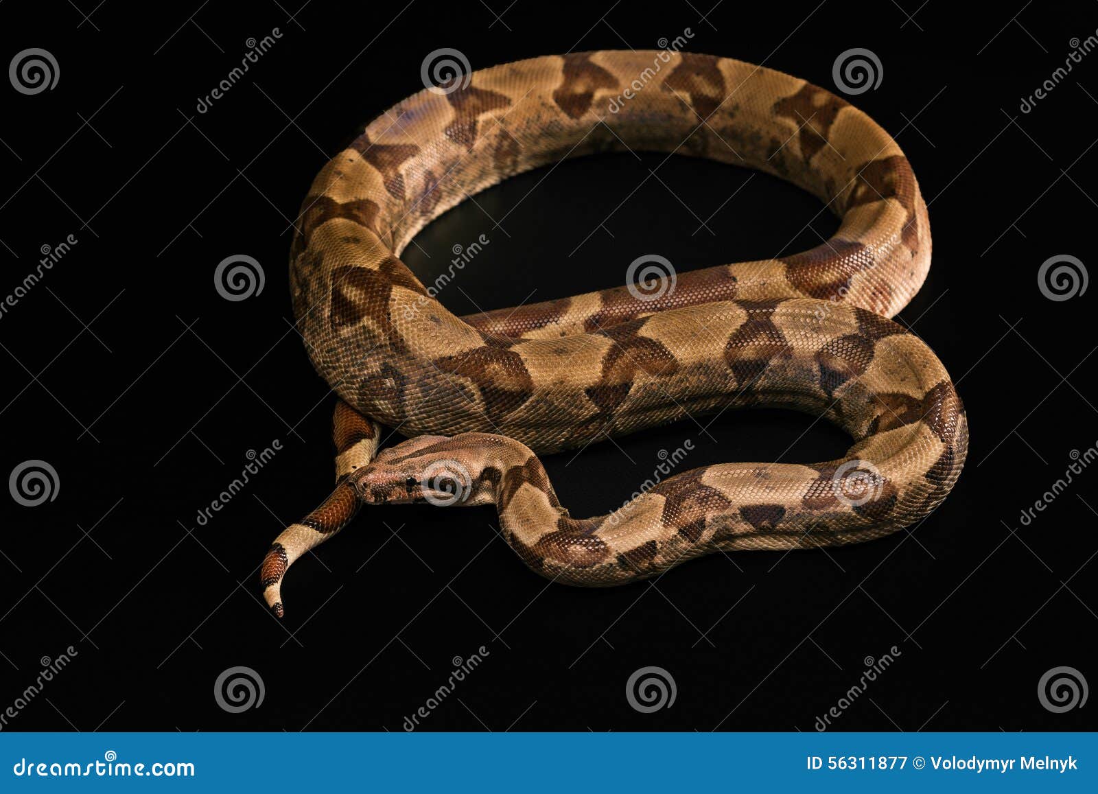 Boa Constrictors Isolated On Black Background Stock Photography ...
