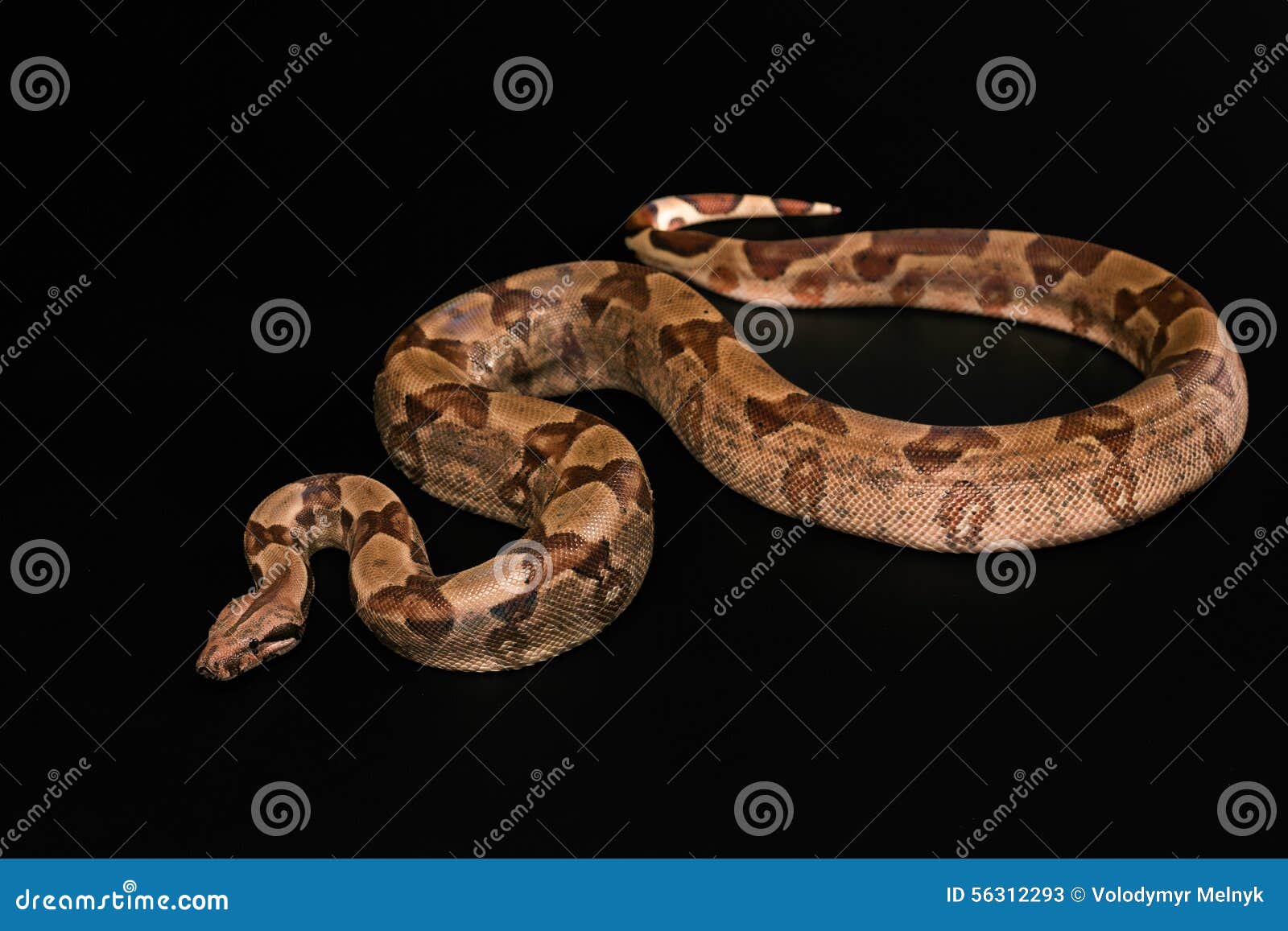 Boa Constrictors Isolated On Black Background Stock Photography ...