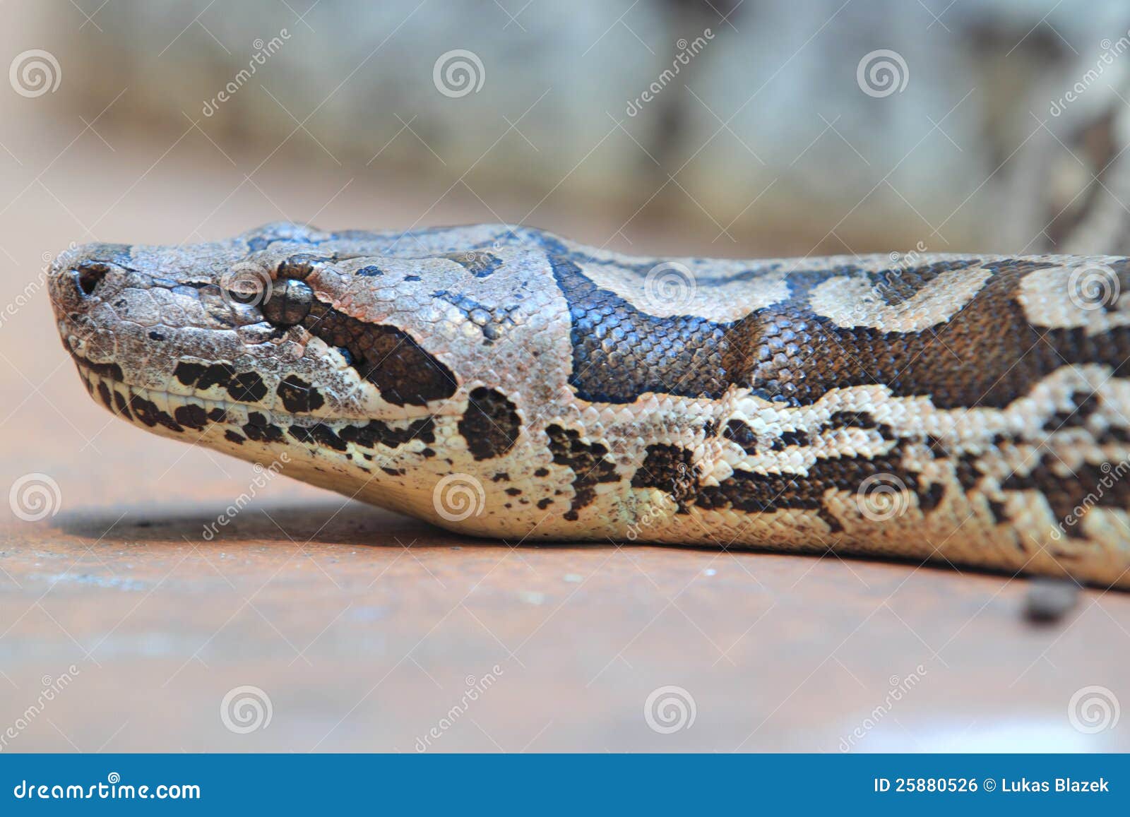 Boa de Dumeril foto de stock. Imagem de nave, detalhe - 25880526