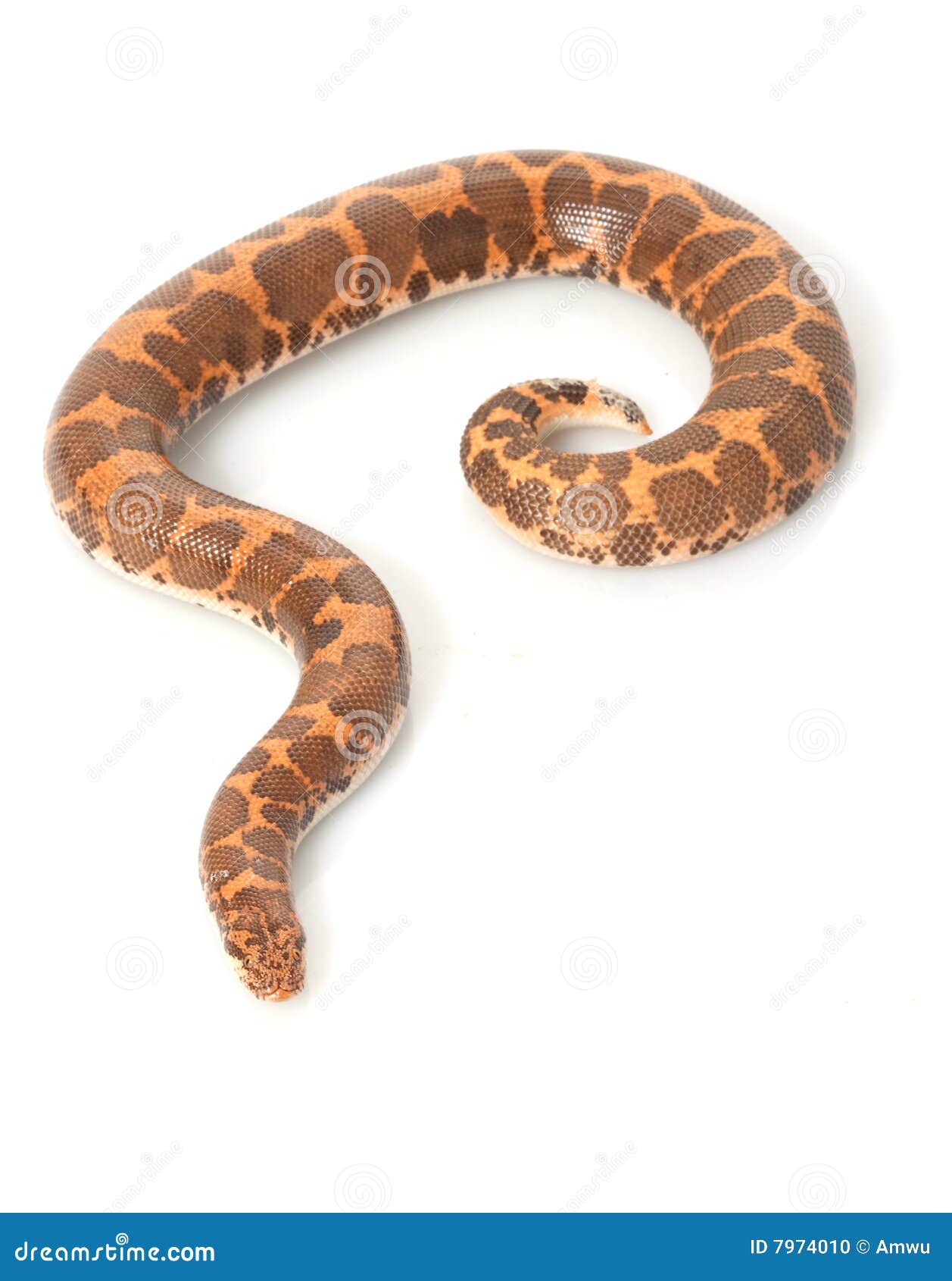 Boa de la arena del Kenyan foto de archivo. Imagen de especie - 7974010