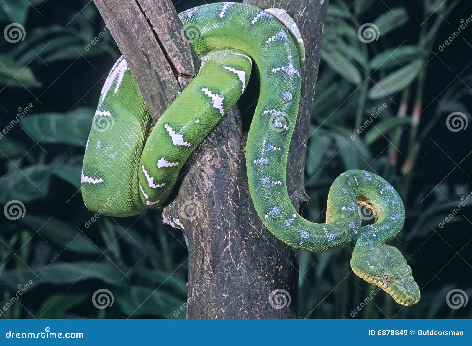 Boa Del árbol De La Serpiente-Esmeralda Imagen de archivo - Imagen de ...
