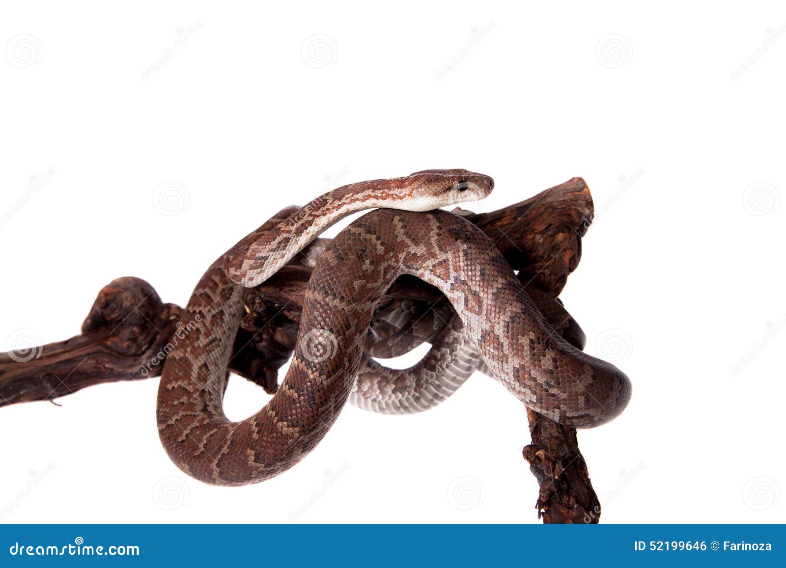 Boa Hispaniolan En El Fondo Blanco Foto de archivo - Imagen de animal ...