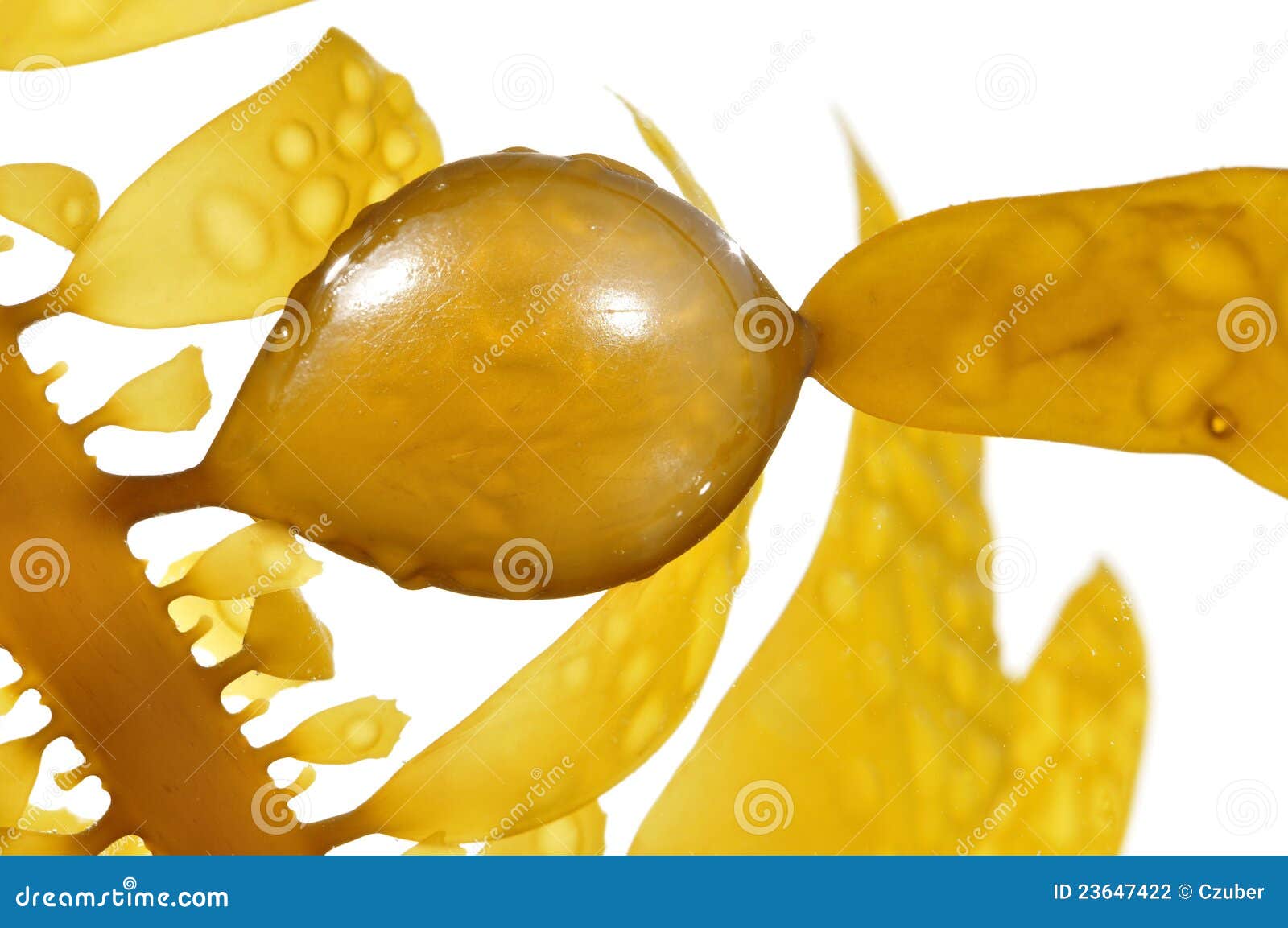 Boa kelp stock photo. Image of blade, seaweed, marine - 23647422