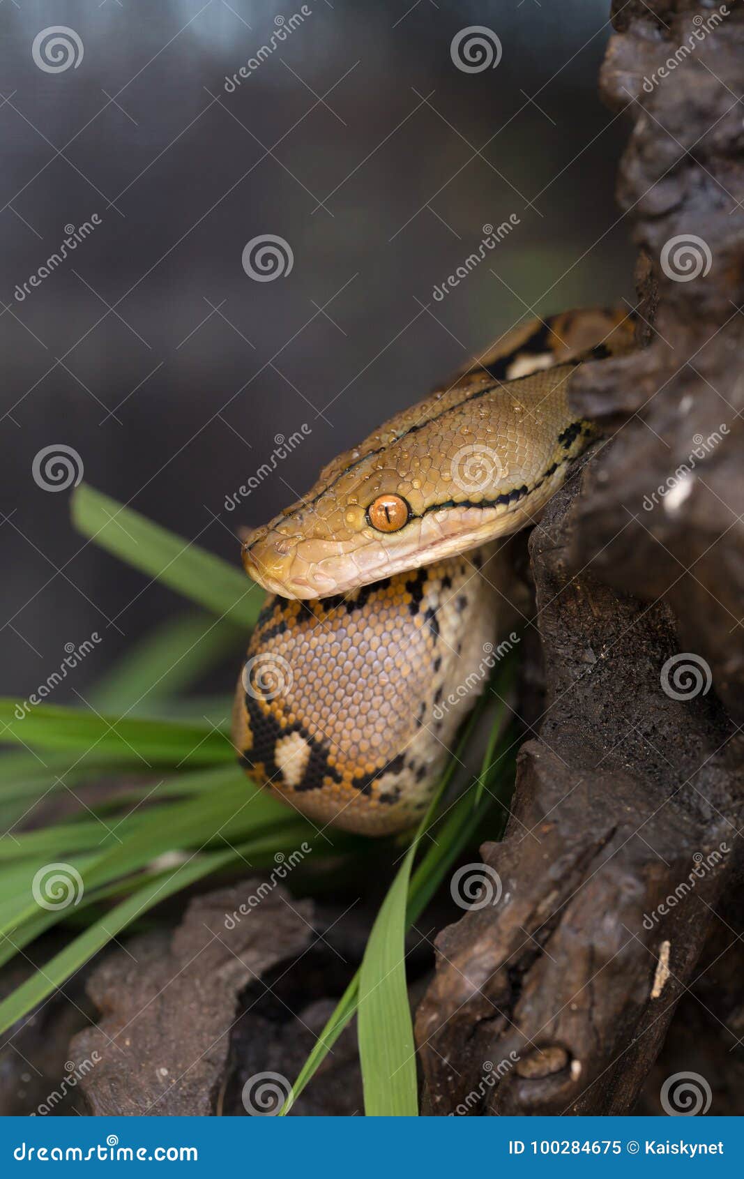 Boa Portrait, Boa Constrictor Snake On Tree Branch Royalty-Free Stock ...