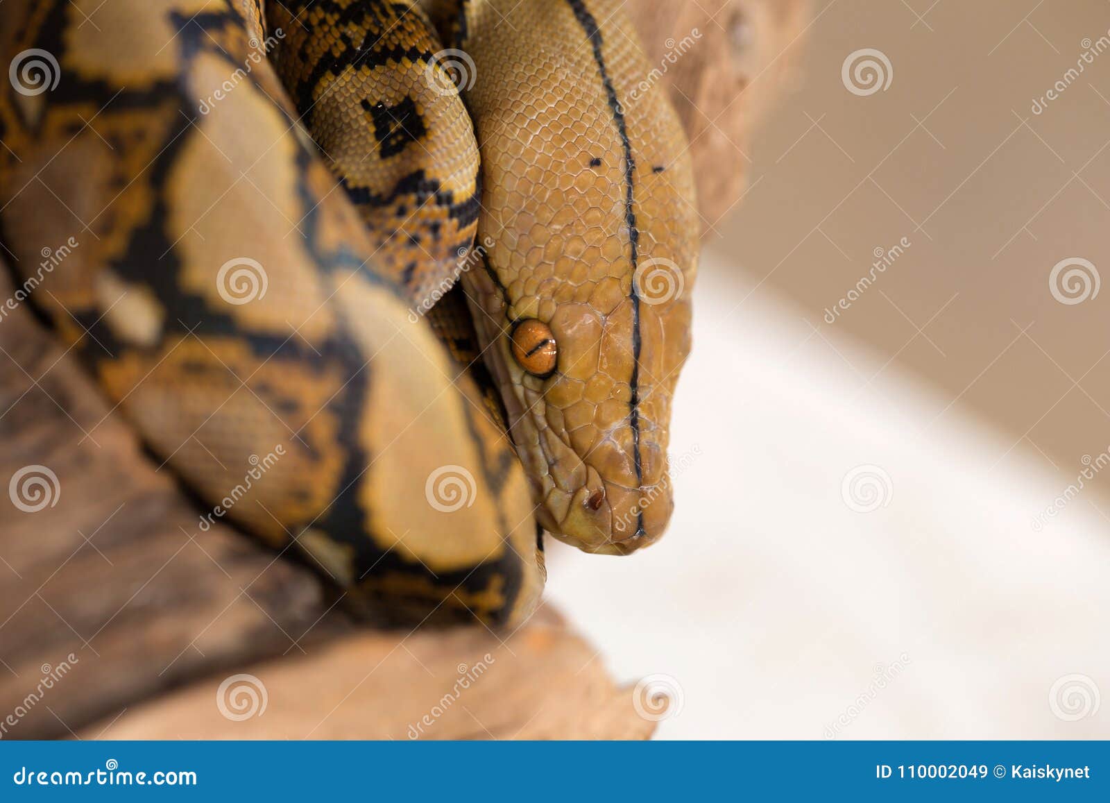 Boa Portrait, Boa Constrictor Snake On Tree Branch Royalty-Free Stock ...