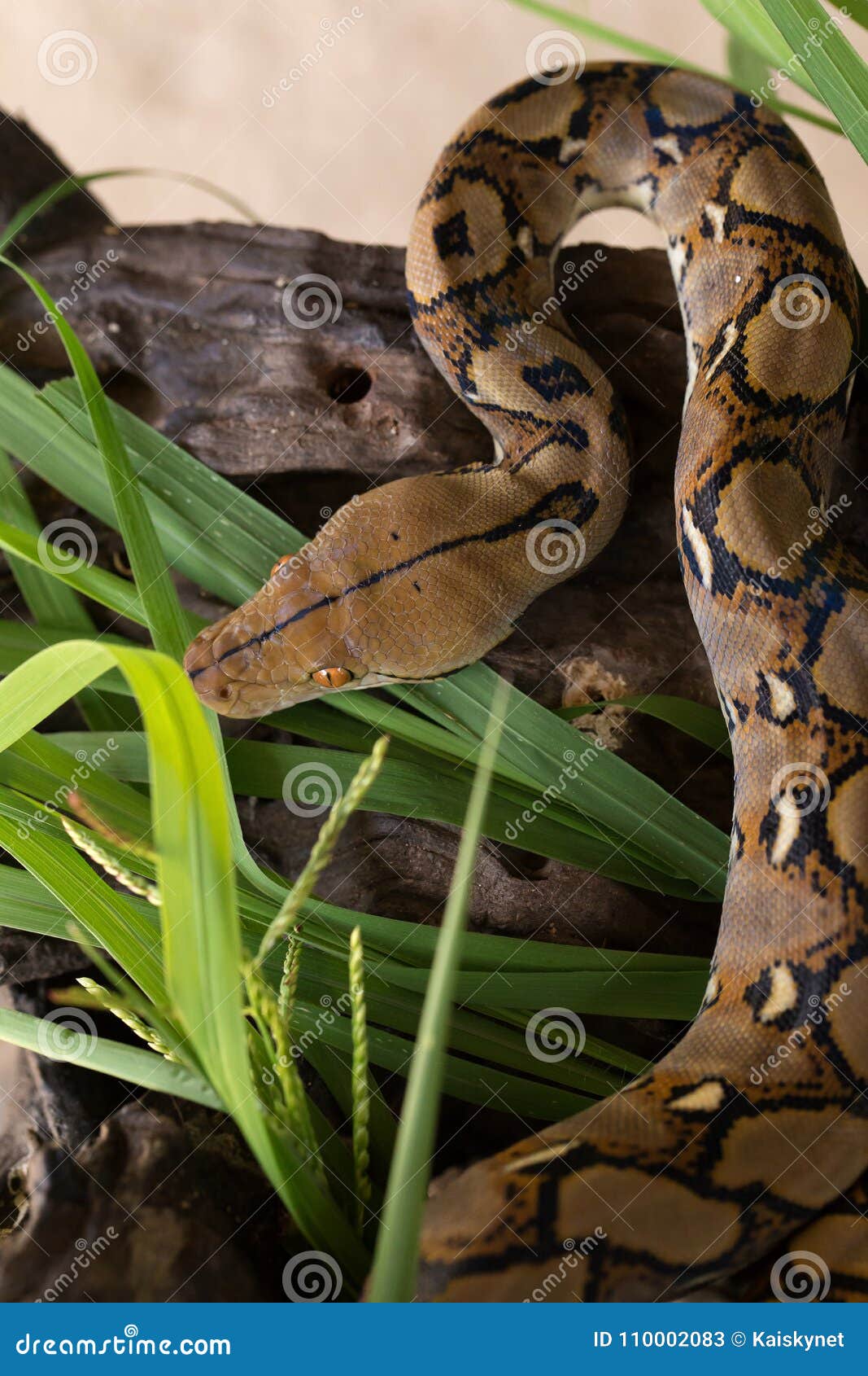 Boa Portrait, Boa Constrictor Snake on Tree Branch Stock Image - Image ...