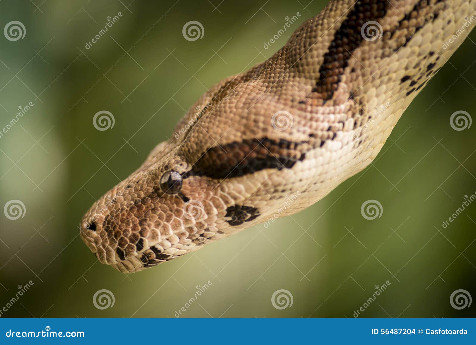 Boa stock photo. Image of head, tongue, studio, animal - 56487204