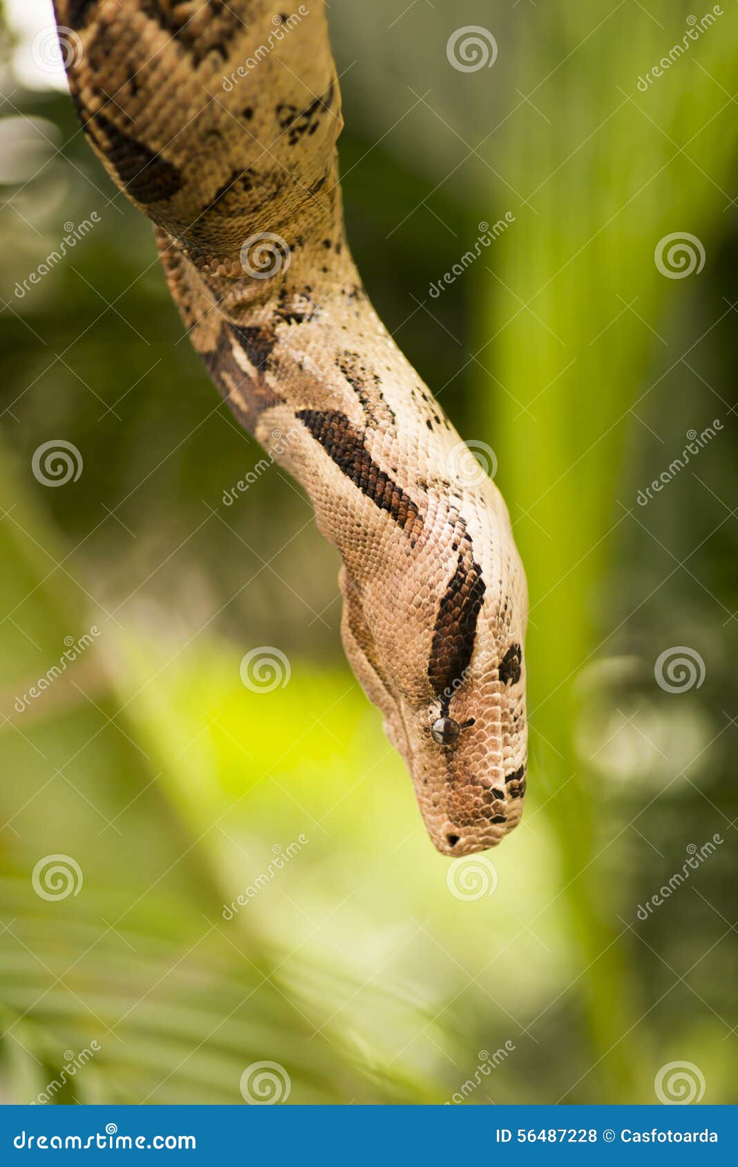 Boa stock photo. Image of creature, corallus, america - 56487228