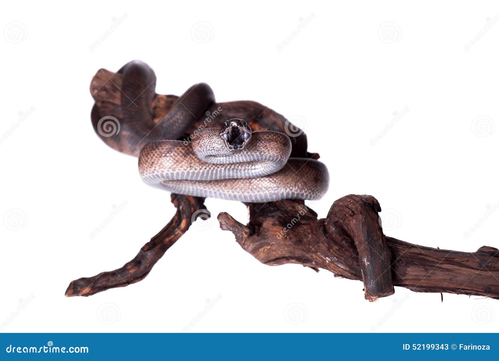 Boa Puertorriqueña En El Backgorund Blanco Imagen de archivo - Imagen ...