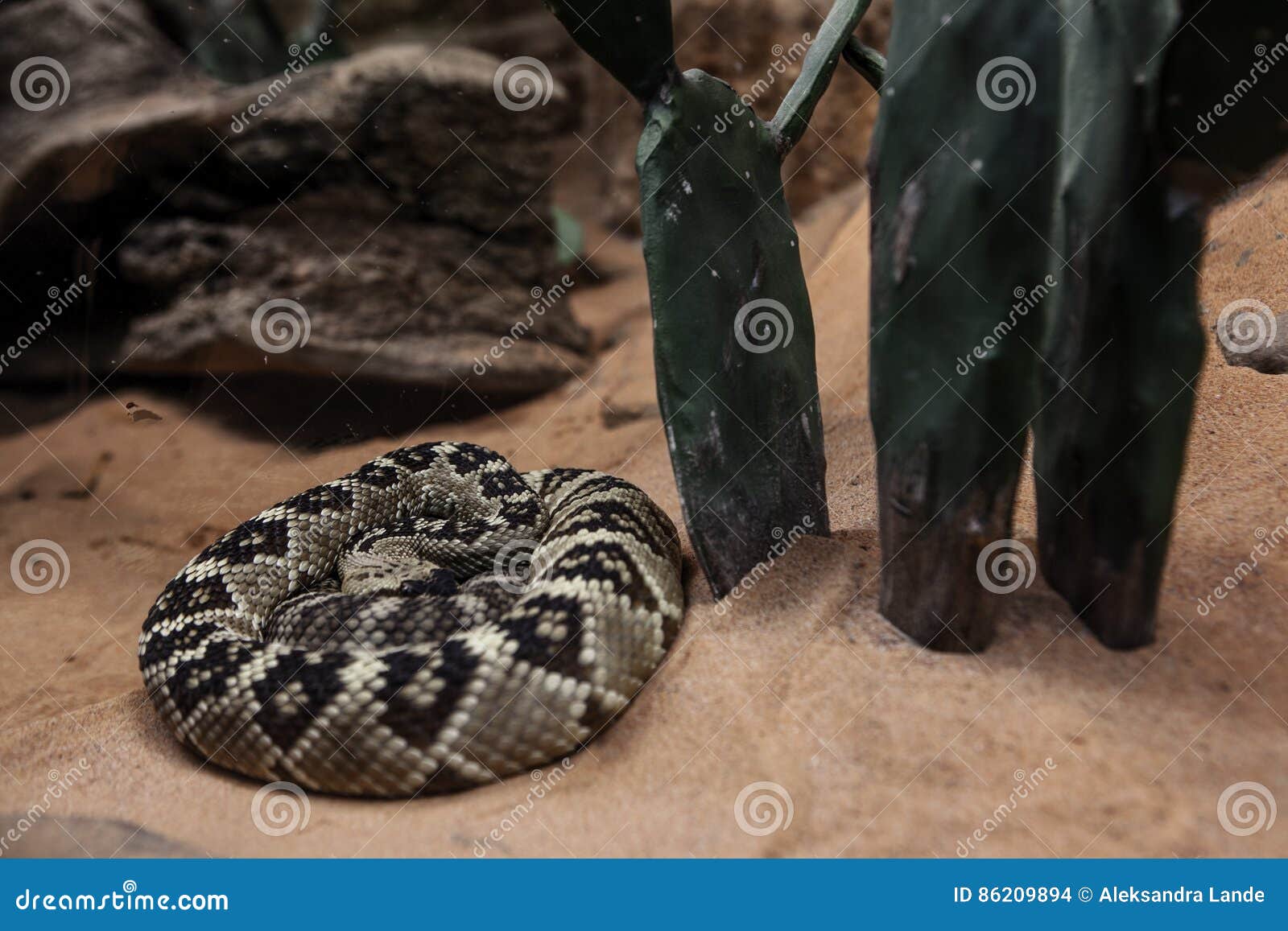 Boa real en la arena foto de archivo. Imagen de negro - 86209894
