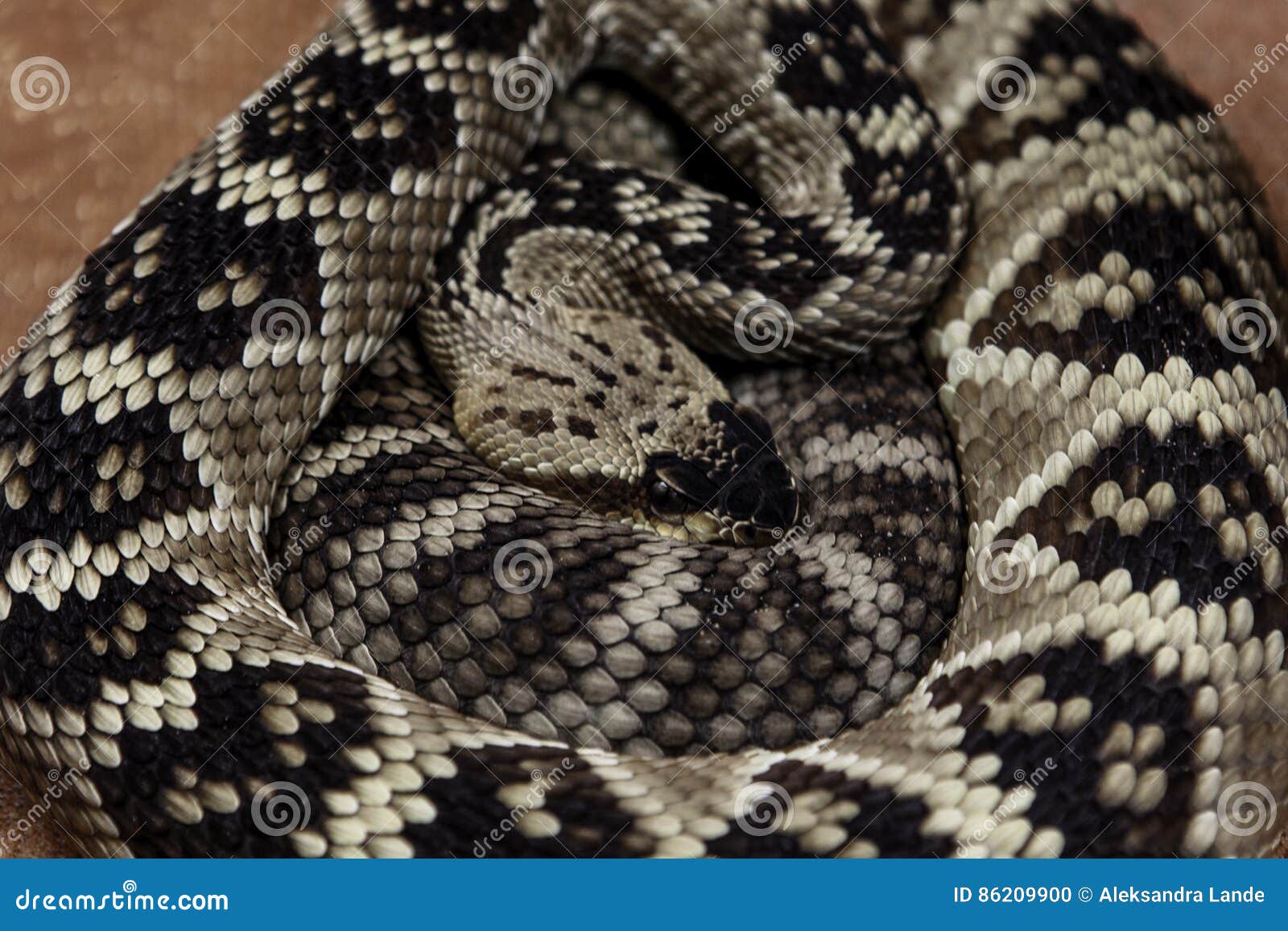 Boa real en la arena foto de archivo. Imagen de indio - 86209900